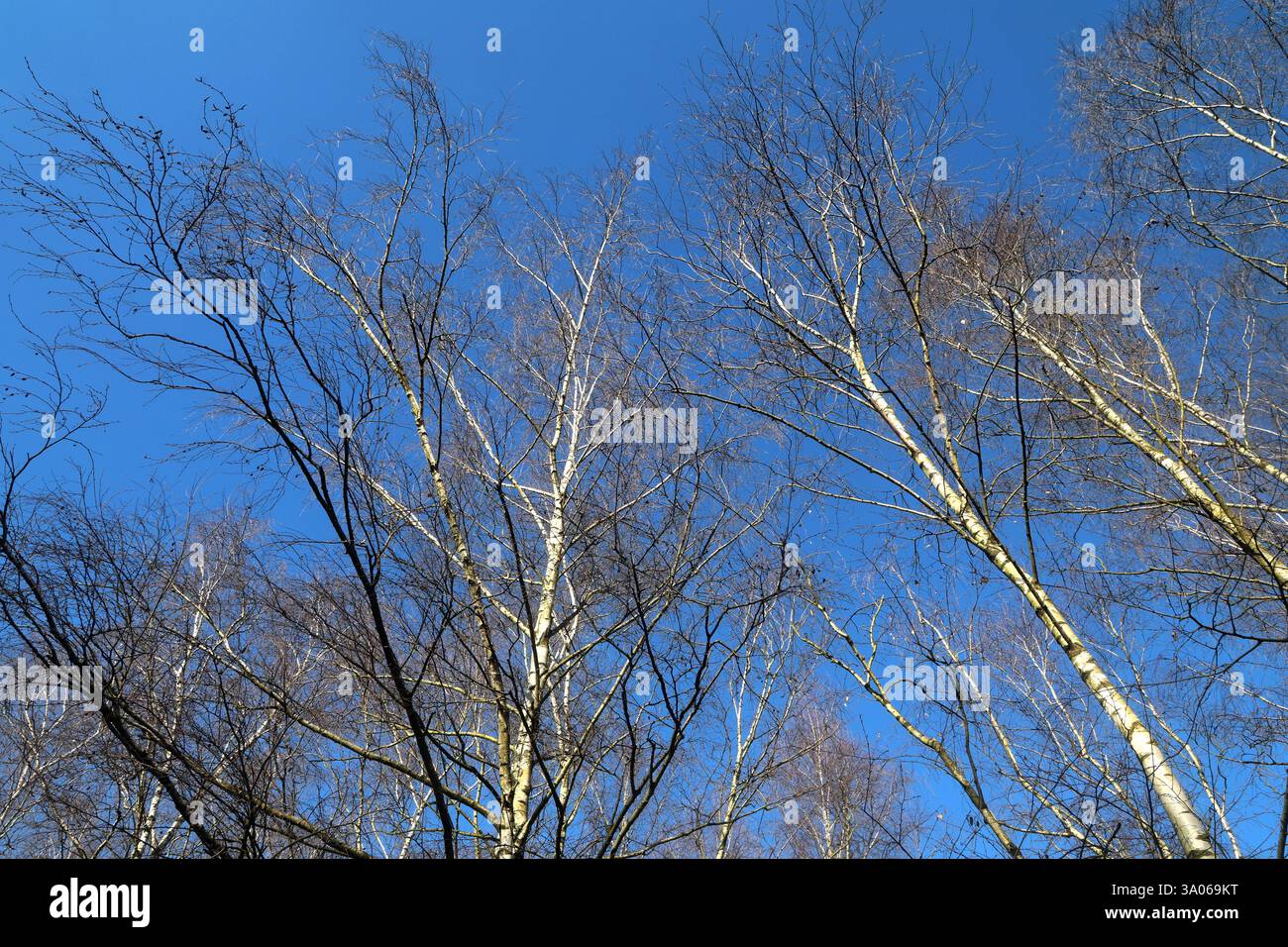 Birkenzweige im Winter Die filigranen Zweige einer Sandbirke im Winter ...