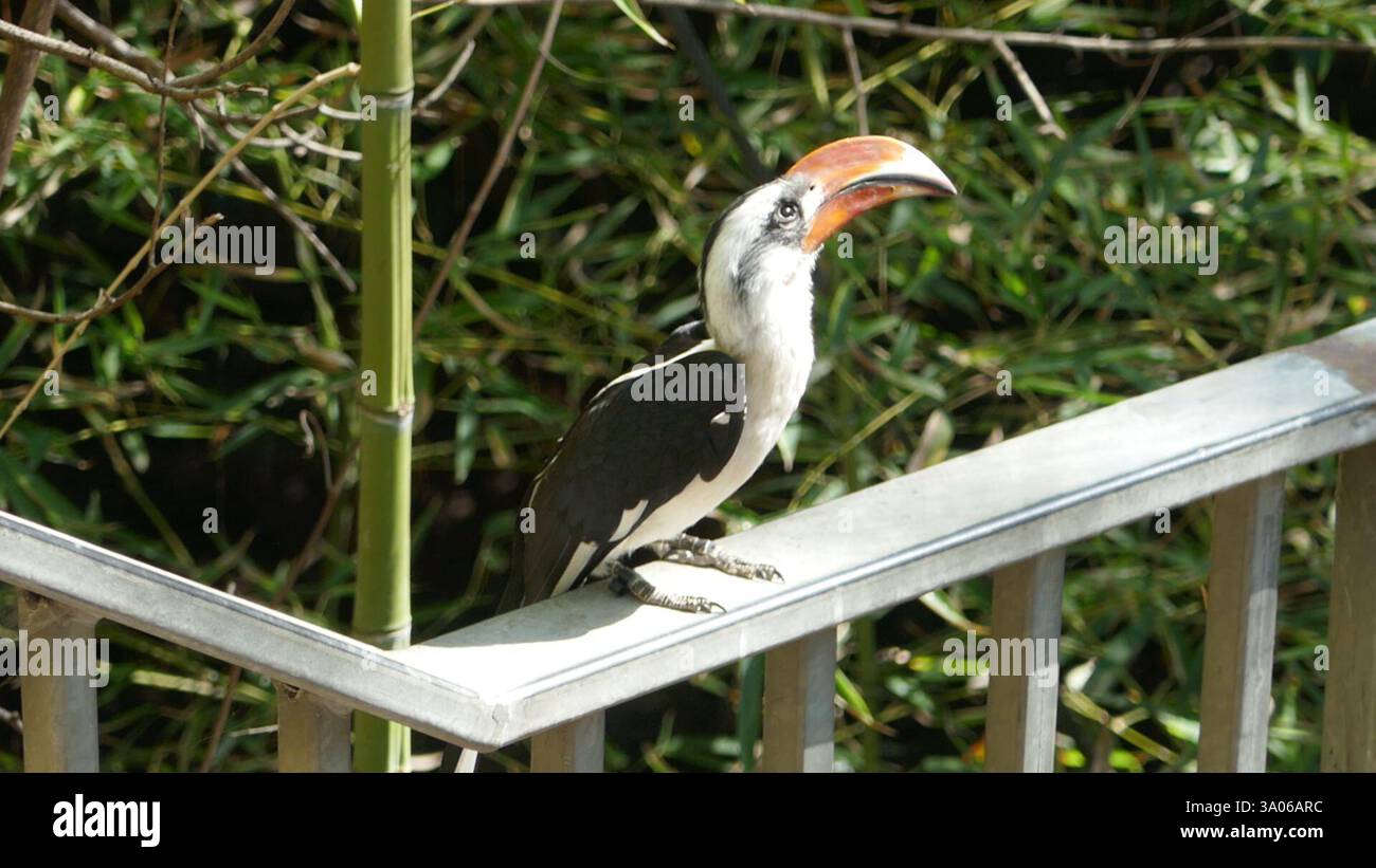 Los Angeles, California, USA 26th February 2025 Von Der DeckenÕs ...