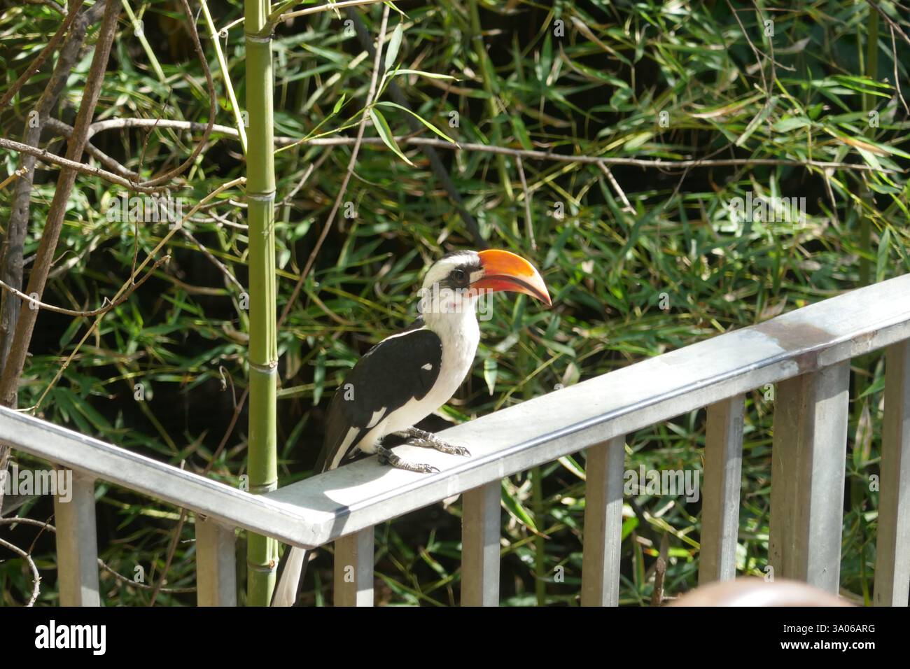 Los Angeles, California, USA 26th February 2025 Von Der DeckenÕs ...