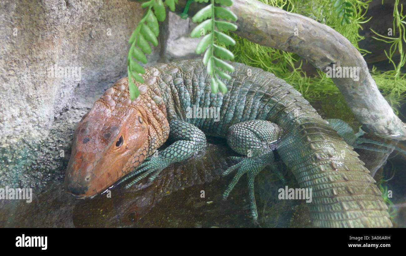 Los Angeles, California, USA 26th February 2025 Caiman Lizard in ...
