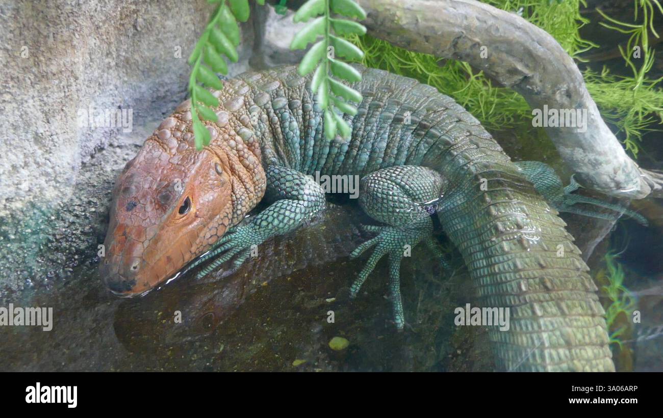 Los Angeles, California, USA 26th February 2025 Caiman Lizard in ...