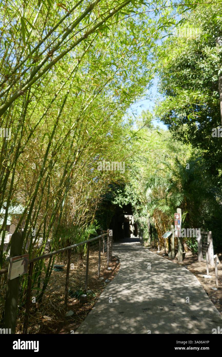 Los Angeles, California, USA 26th February 2025 Rainforest of the ...