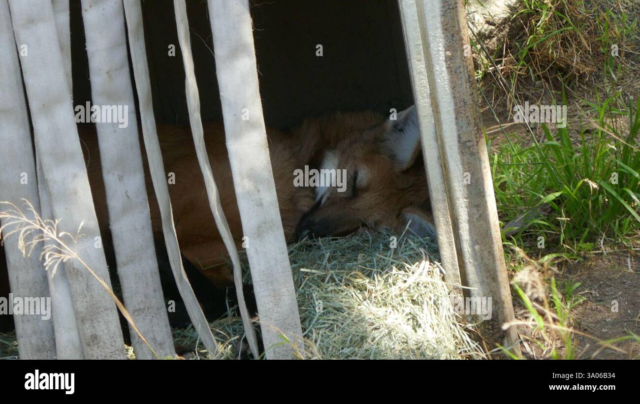 Los Angeles, California, USA 26th February 2025 Maned Wolf sleeping at ...