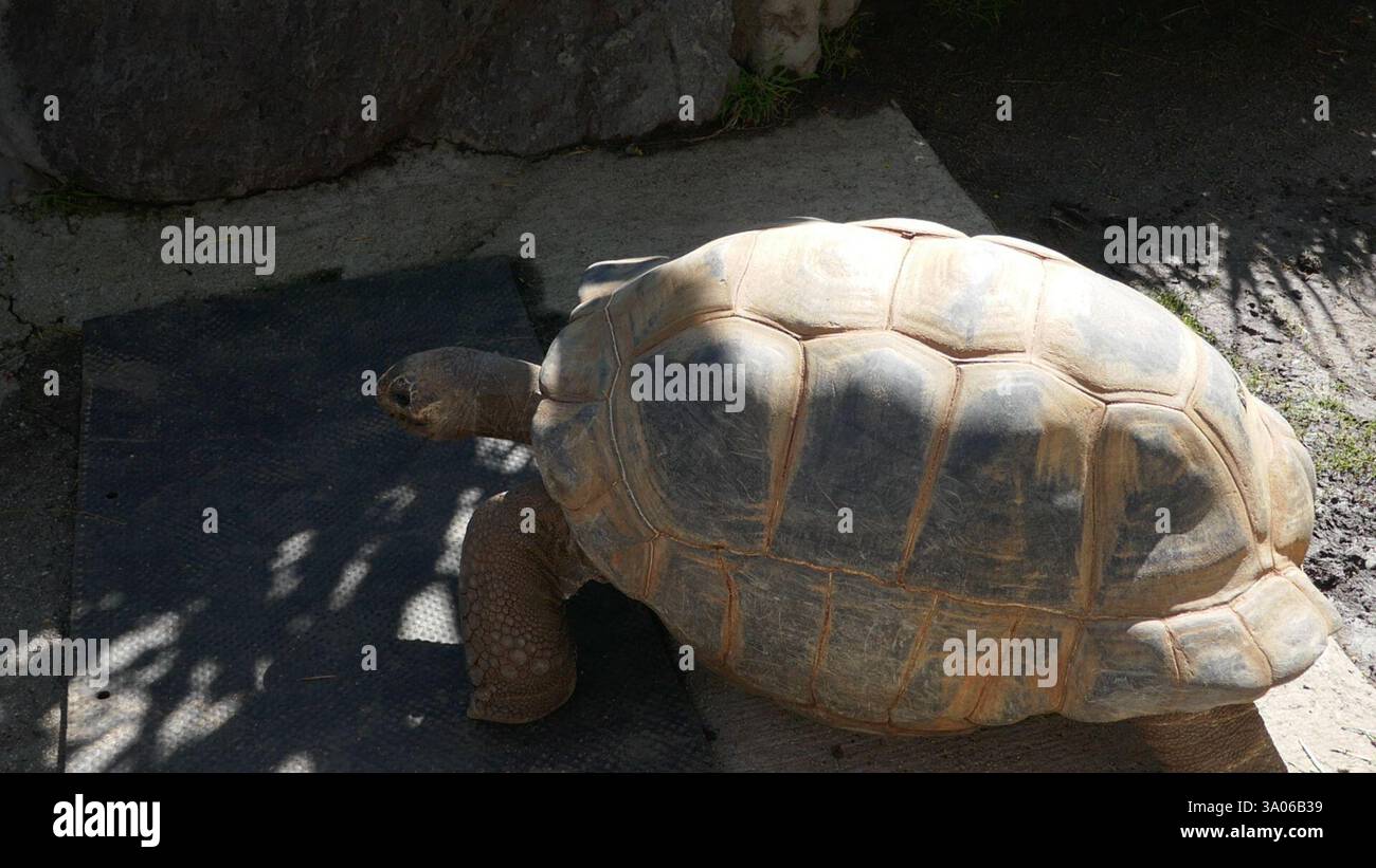 Los Angeles, California, USA 26th February 2025 Aldabra Tortoise at LA ...