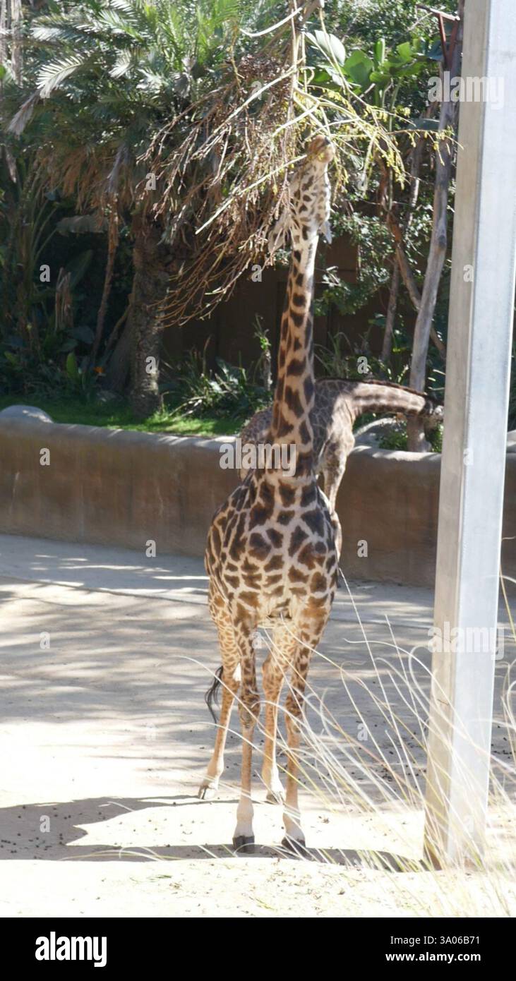 Los Angeles, California, USA 26th February 2025 Maasai Giraffe, Masai ...