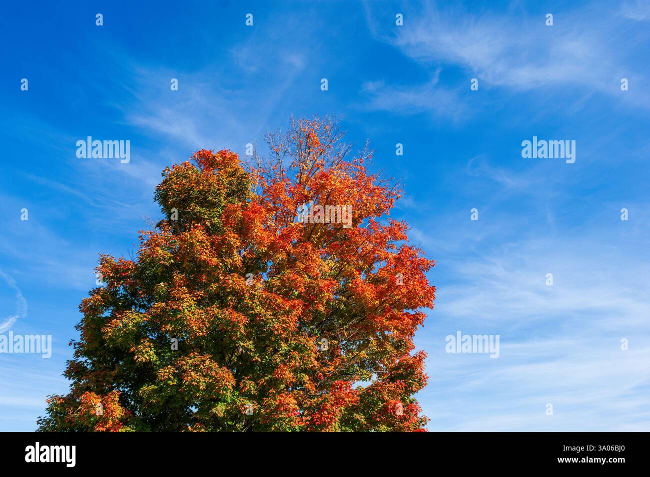 Von trapp family hi-res stock photography and images - Alamy