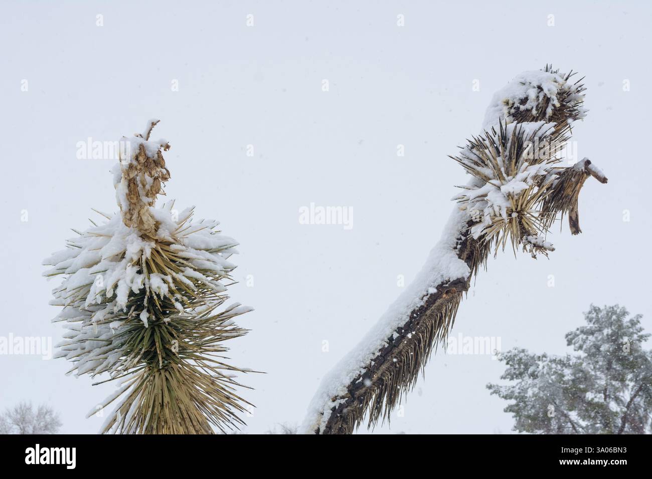 Izote plant hi-res stock photography and images - Alamy