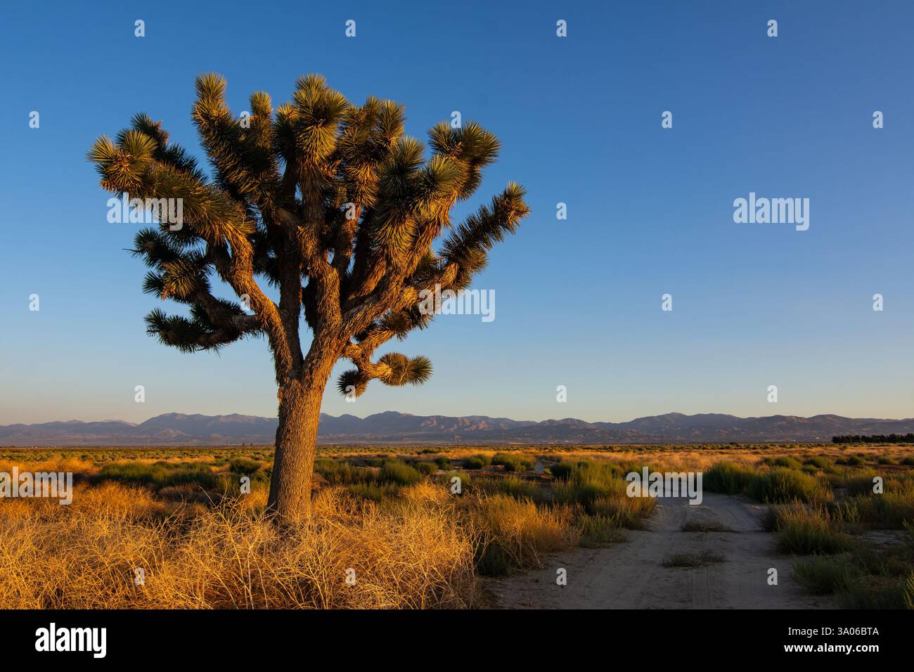 A lone Joshua tree (Yucca brevifolia) stands against the horizon as the ...