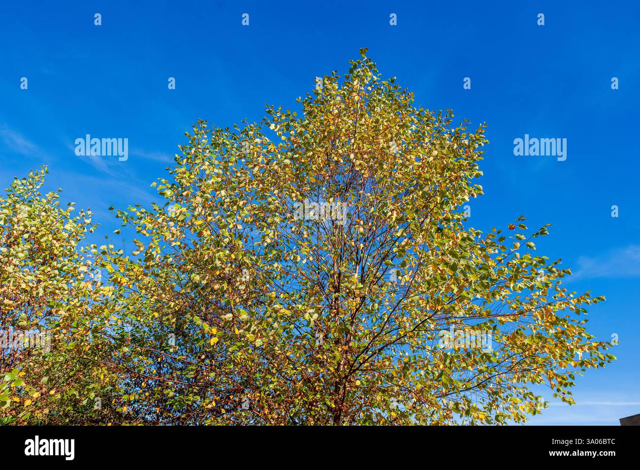 Betula papyrifera paper birch hi-res stock photography and images - Alamy