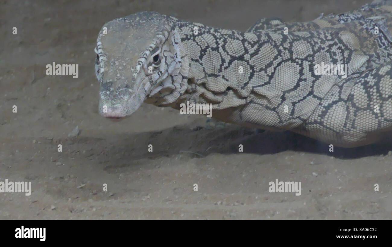 Los Angeles, California, USA 26th February 2025 Perente at LA Zoo on ...