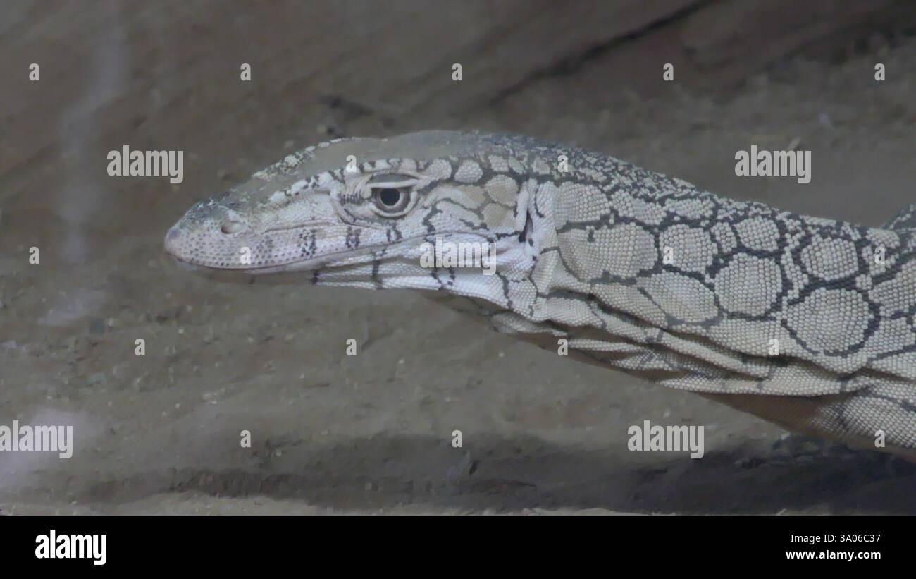 Los Angeles, California, USA 26th February 2025 Perente at LA Zoo on ...