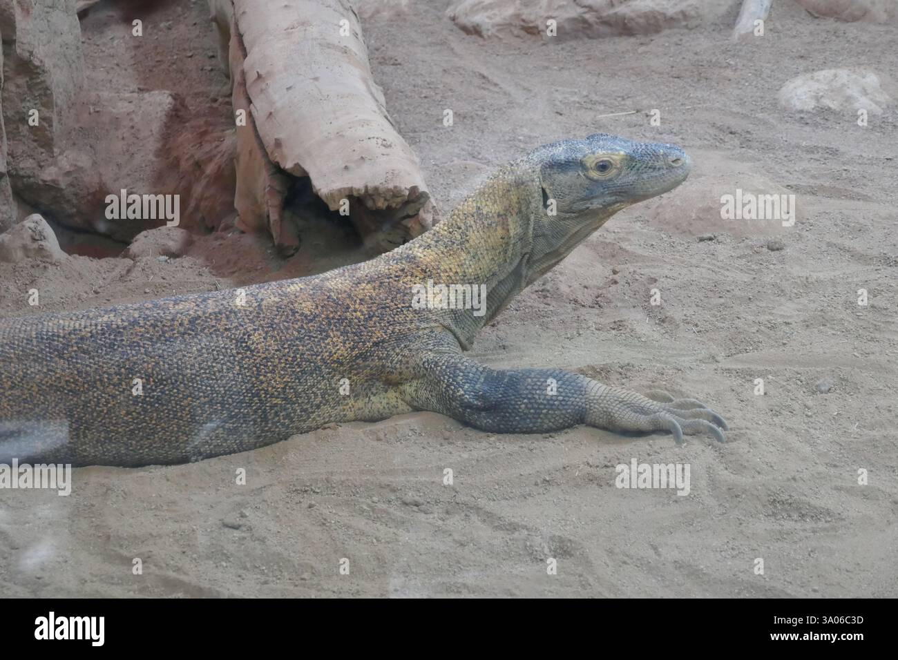 Los Angeles, California, USA 26th February 2025 Perente at LA Zoo on ...