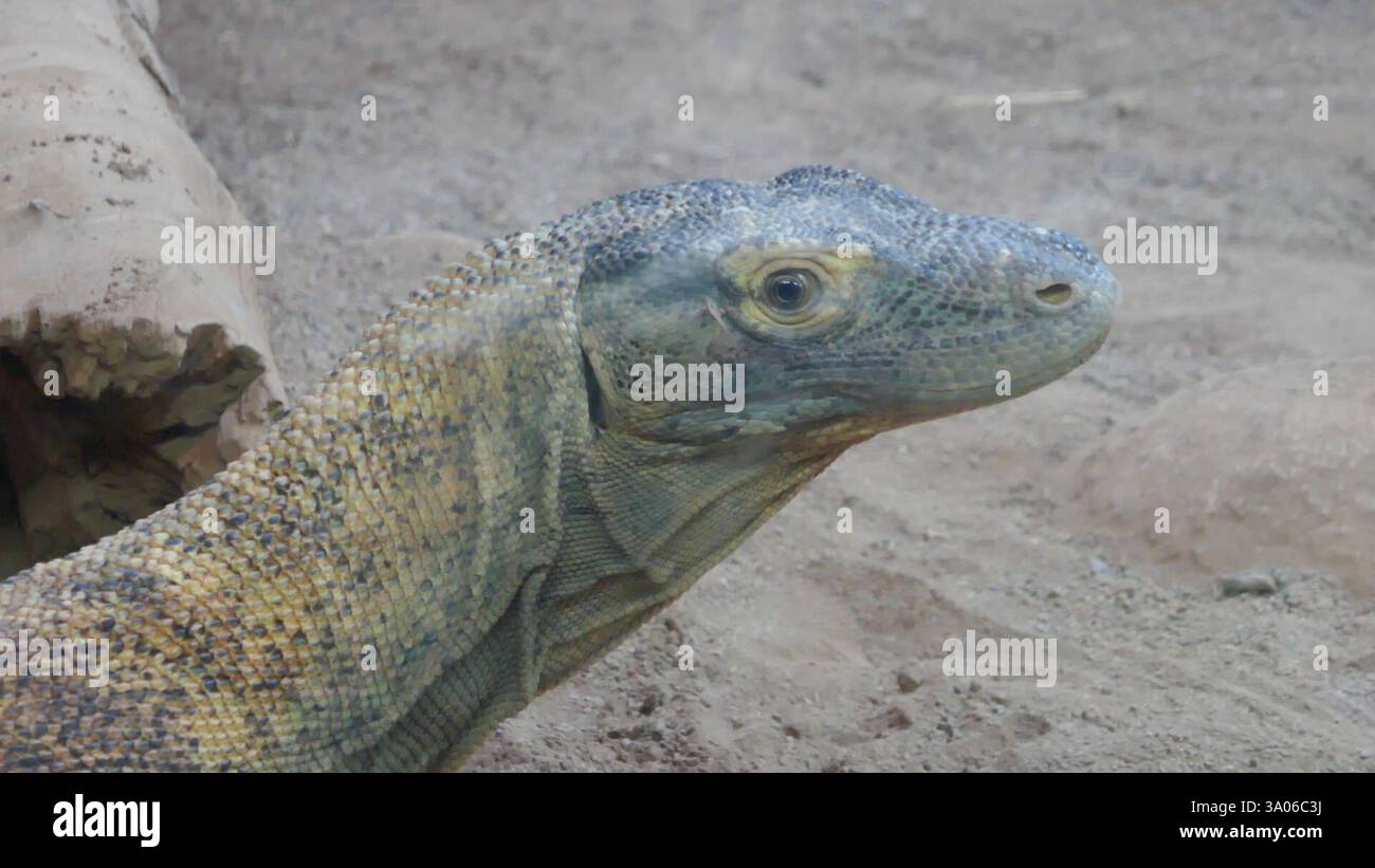 Los Angeles, California, USA 26th February 2025 Perente at LA Zoo on ...