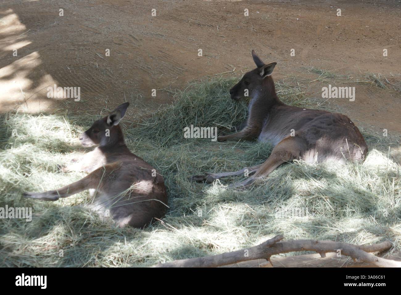 Los Angeles, California, USA 26th February 2025 Grey Kangaroos at LA ...