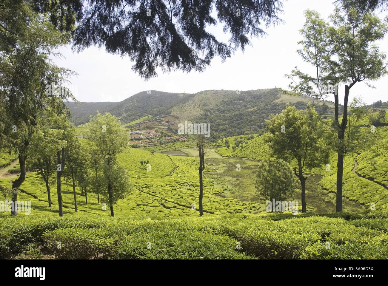The picturesque Glenmorgan is famous as tea estate, Nilgiris district ...