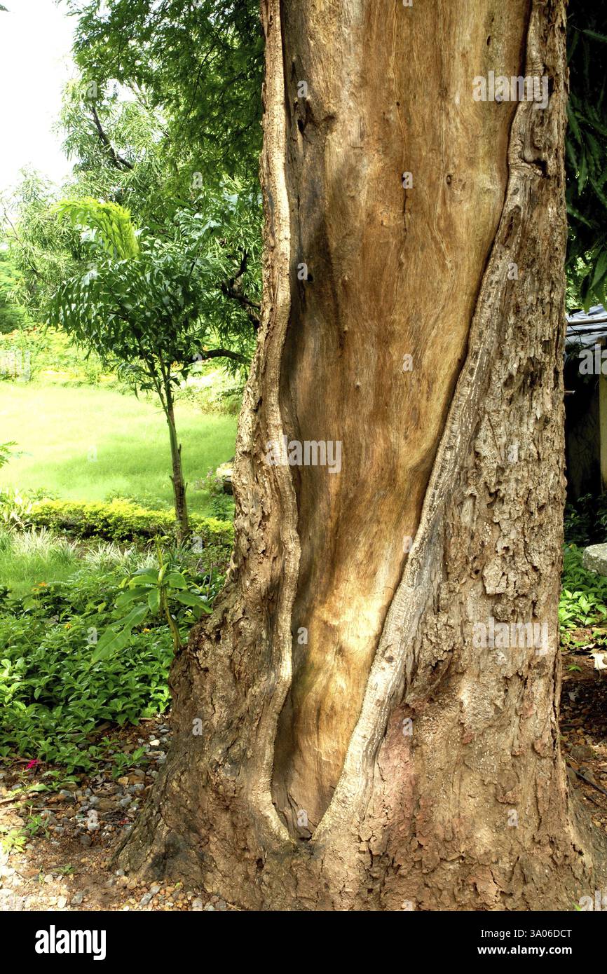 Tree at Sanjay Gandhi National Park, Borivali, Bombay Mumbai ...