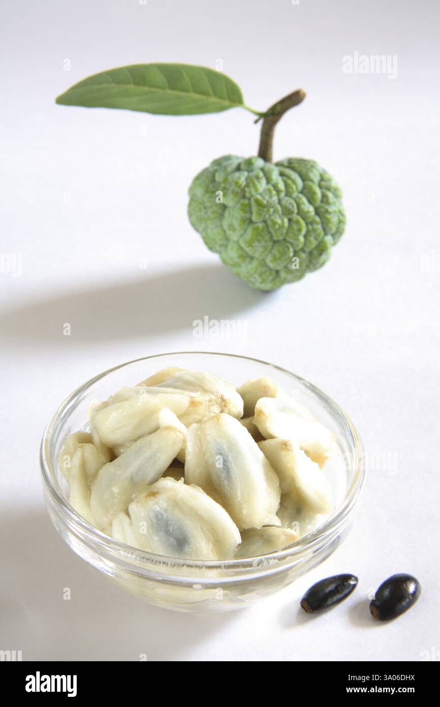 Fruit, sharifa or sitaphal, custard apple, India, Asia Stock Photo - Alamy