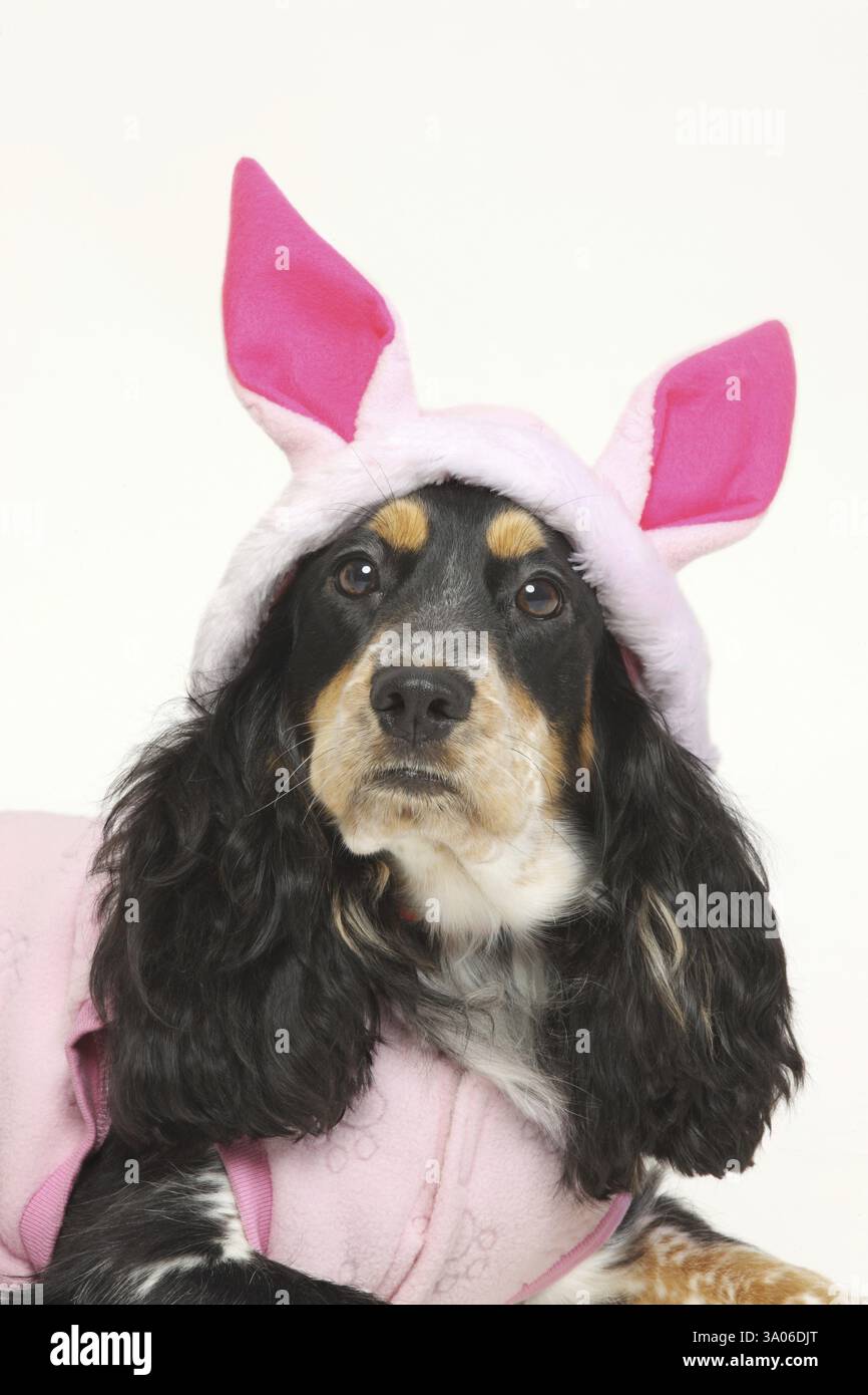 Black cocker spaniel female, bard hunter, party dress, looking good ...