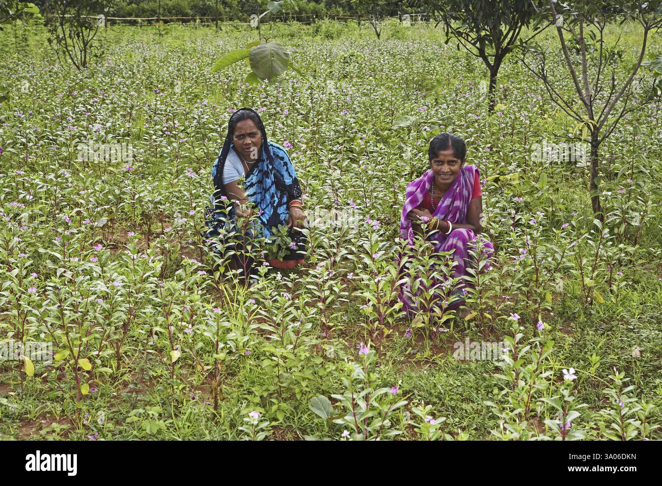 Rural women amidst harvest of flower initiative started by NGO Chinmaya ...