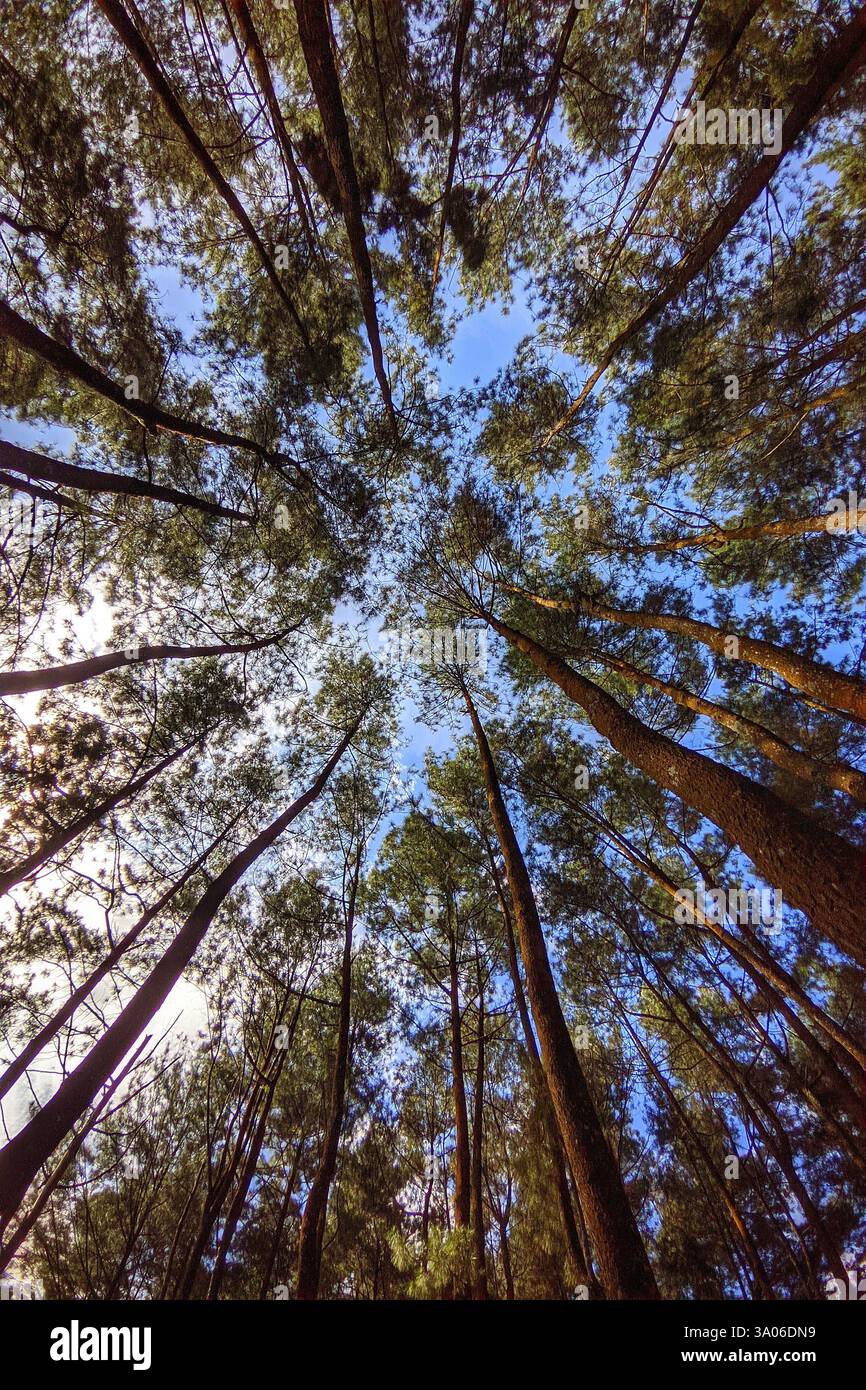 A low-angle shot looking upwards at a dense pine forest canopy reveals a clear, vibrant blue sky ...