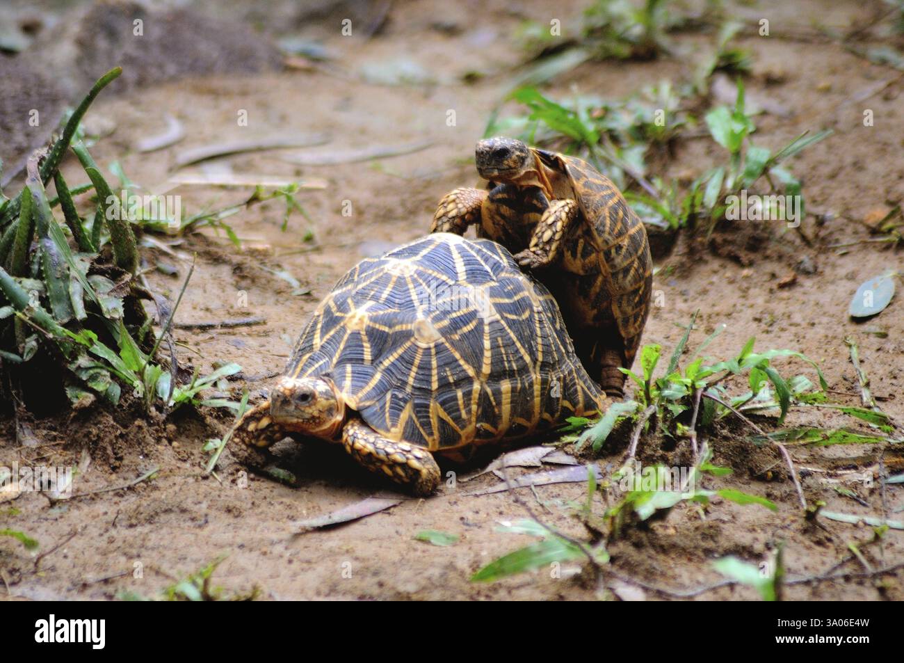 Reptiles, turtles playing in national safari park, Bangalore, Karnataka ...