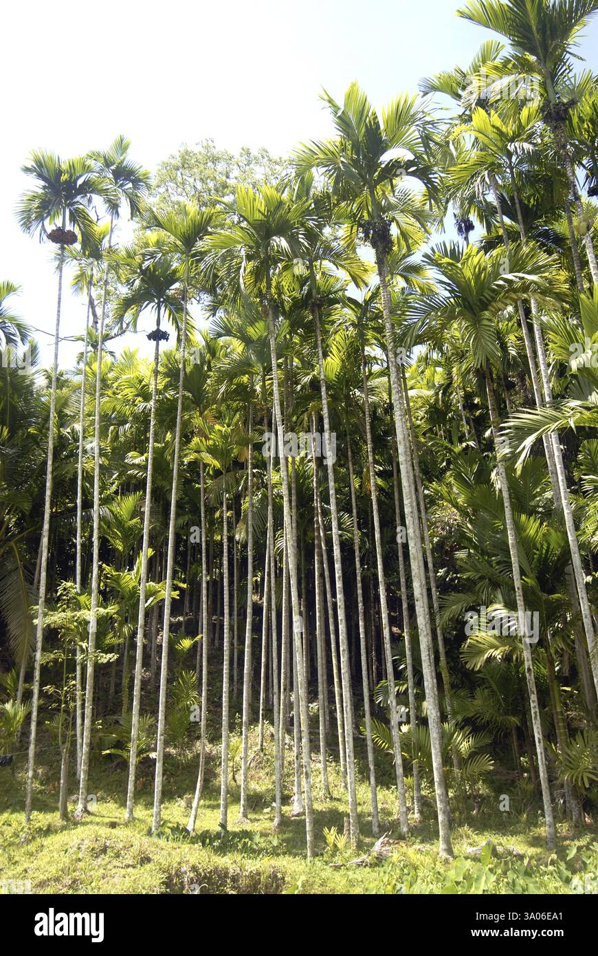 Coconut trees, Andaman and Nicobar Islands, India November 2008 Stock ...