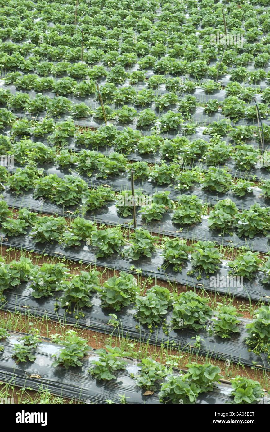 Cultivation of strawberry using new technique, Panchgani, Maharashtra ...