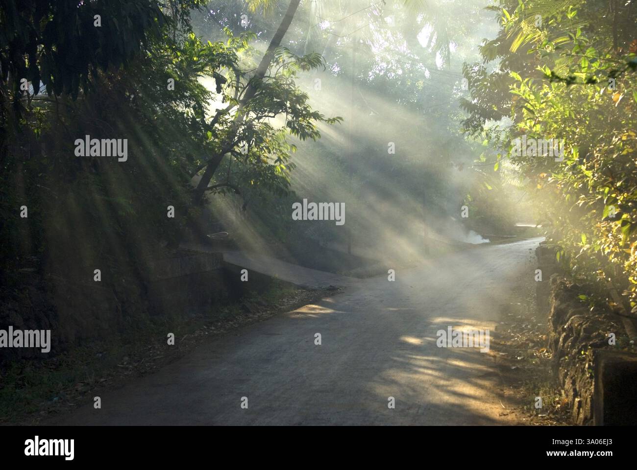 Sunbeams through tree at Anjarle village, district Dapoli, Maharashtra ...