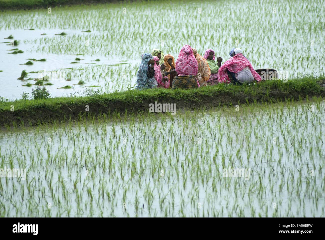 Farm workers in rice field during monsoon day near Palakkad, Kerala ...