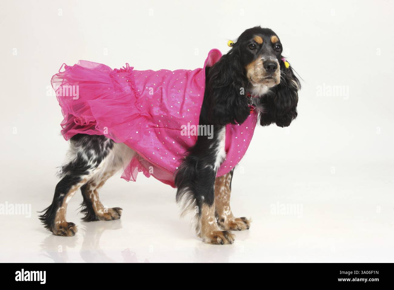 Black cocker spaniel female, bard hunter, posing Valentine, India, Asia ...