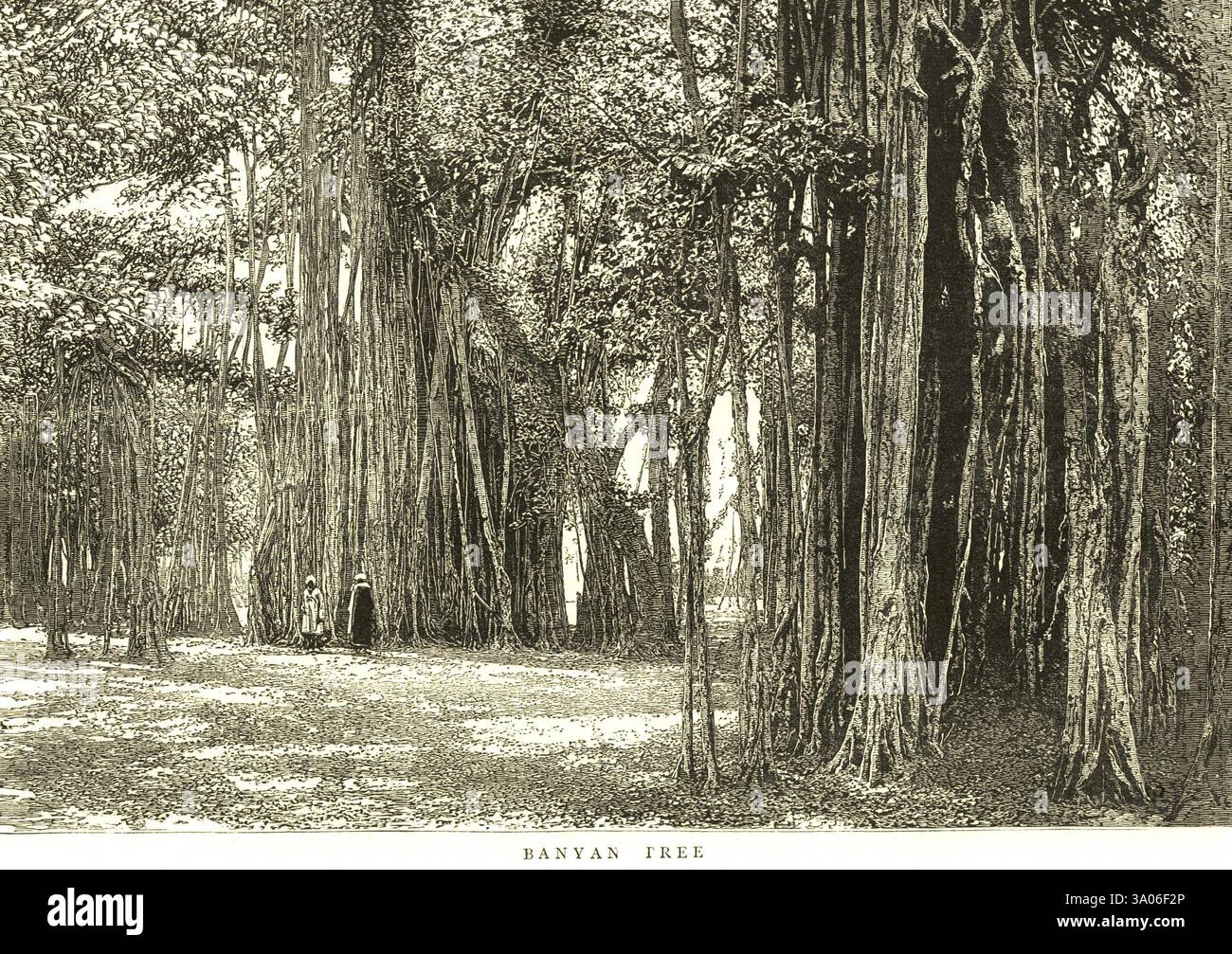Banyan tree, India, Asia Stock Photo - Alamy