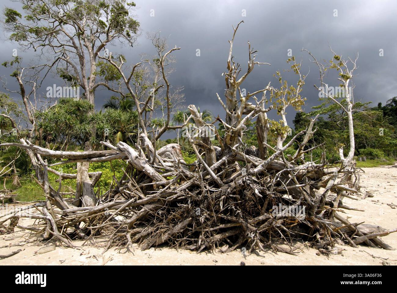 Tree roots, Andaman and Nicobar Islands, India November 2008 Stock ...