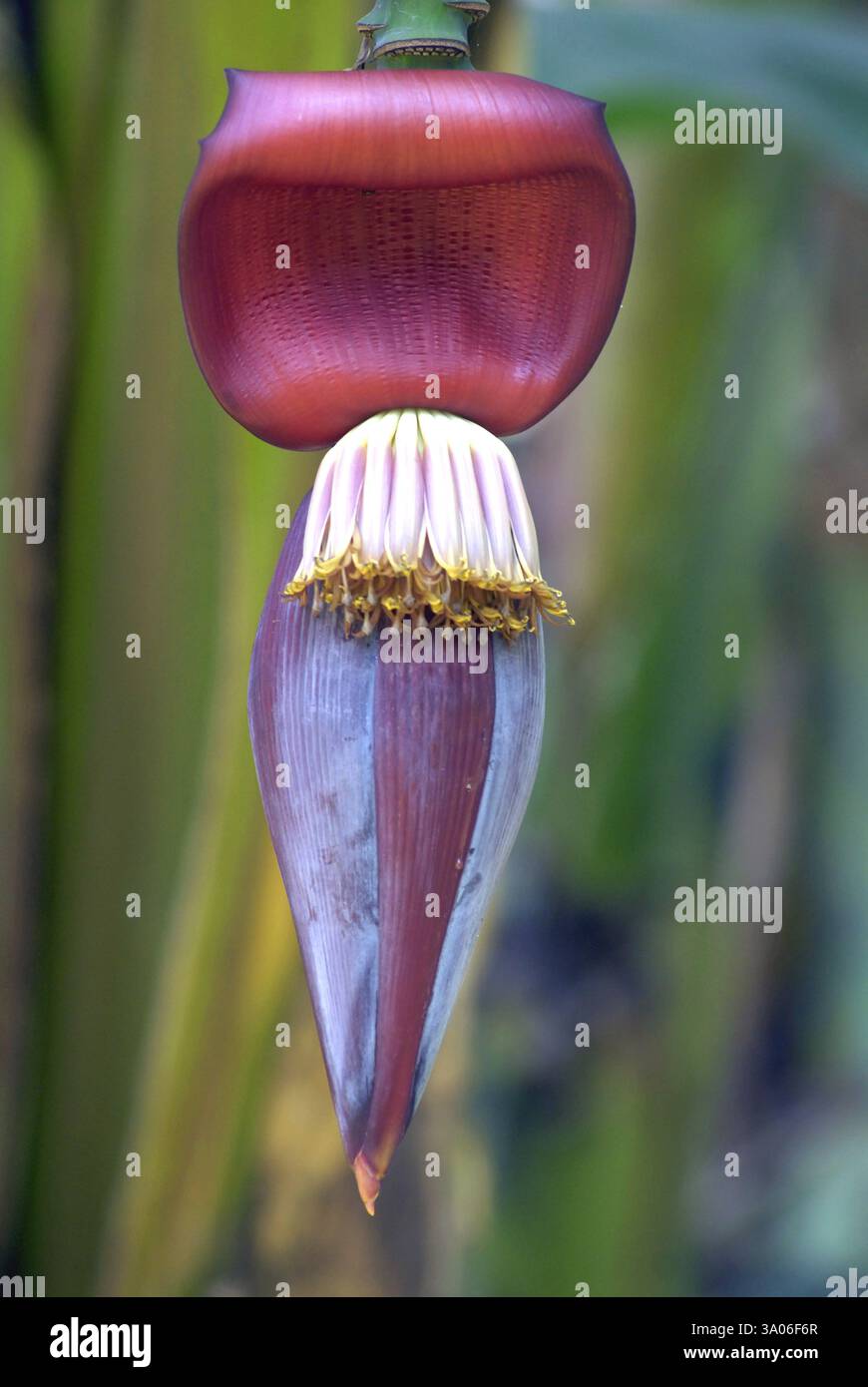 Flowering head of plantain banana crop, Pune, Maharashtra, India, Asia ...