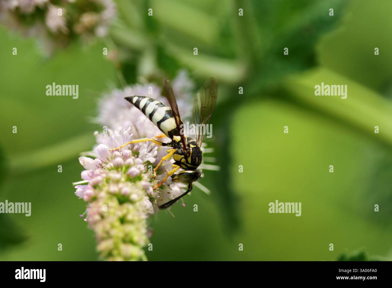 Four-banded stink bug hunter wasp visiting spearmint Stock Photo - Alamy