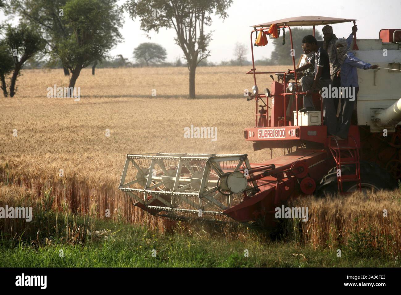 Combine harvester being operated by group of farmers harvesting golden ...