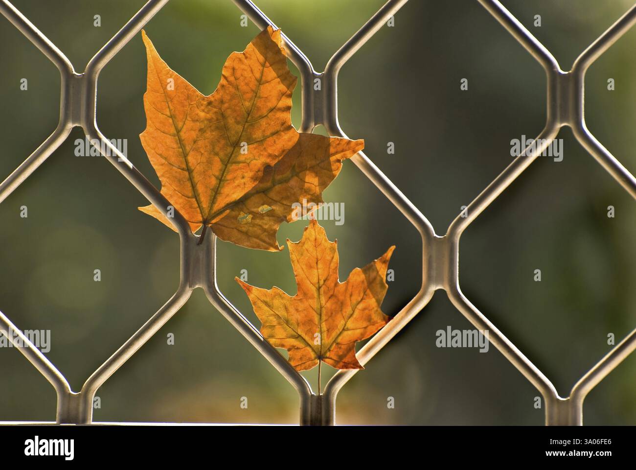 Maple leaves dried and withered in autumn and trapped in window grill Stock Photo - Alamy