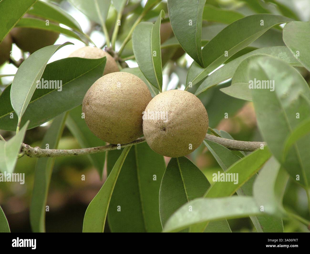 Chickoo trees hi-res stock photography and images - Alamy