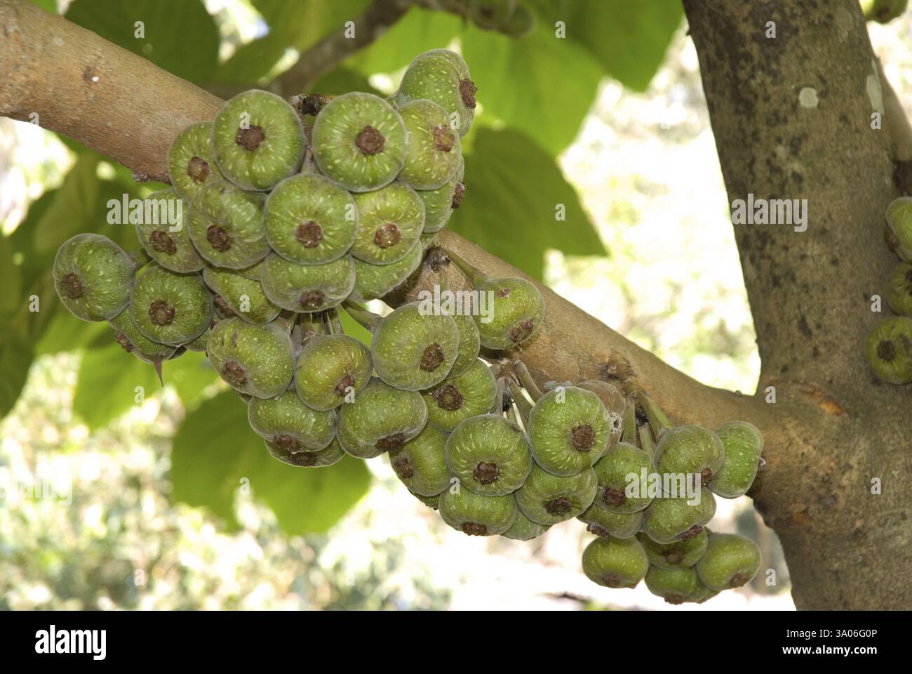 Fig on tree, Yellapur, Karnataka, India, Asia Stock Photo - Alamy