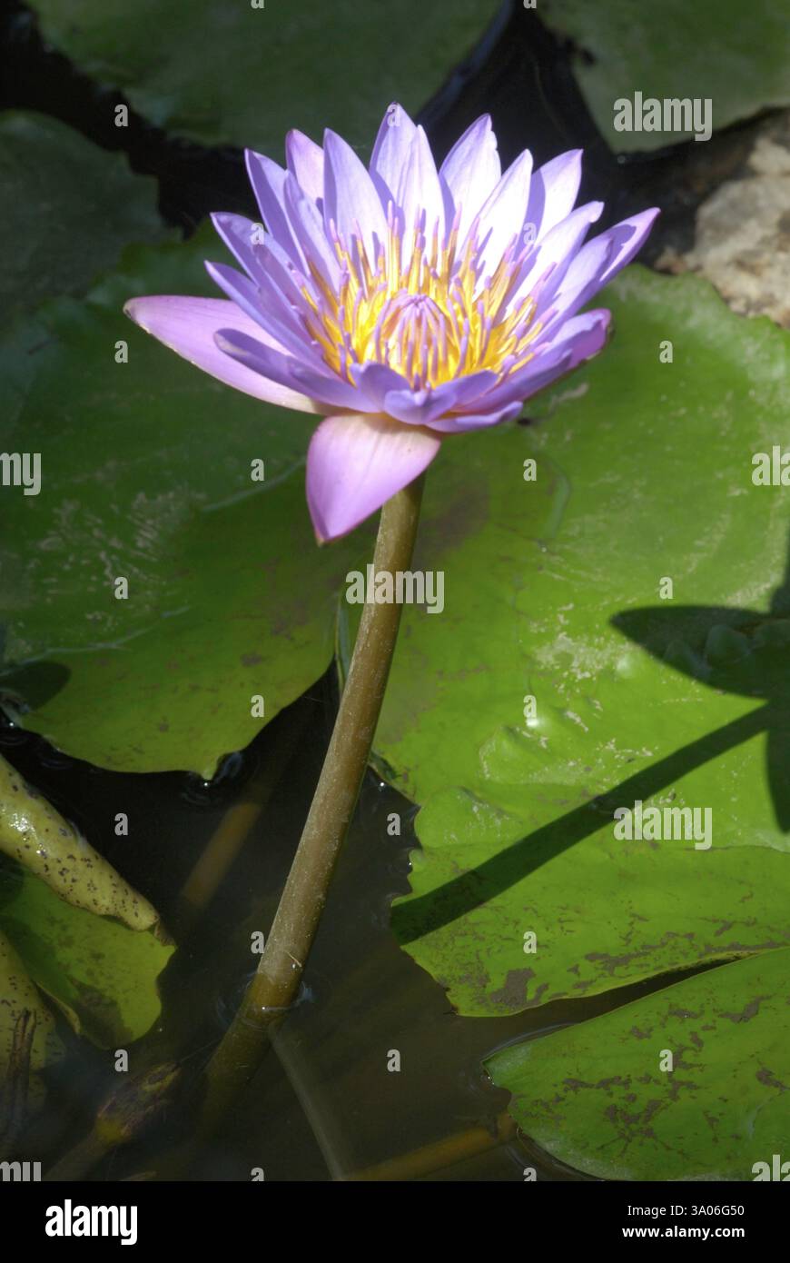 Colourful Lotus nelumbo nucifera water Lilly sacred flower of Hindu at ...