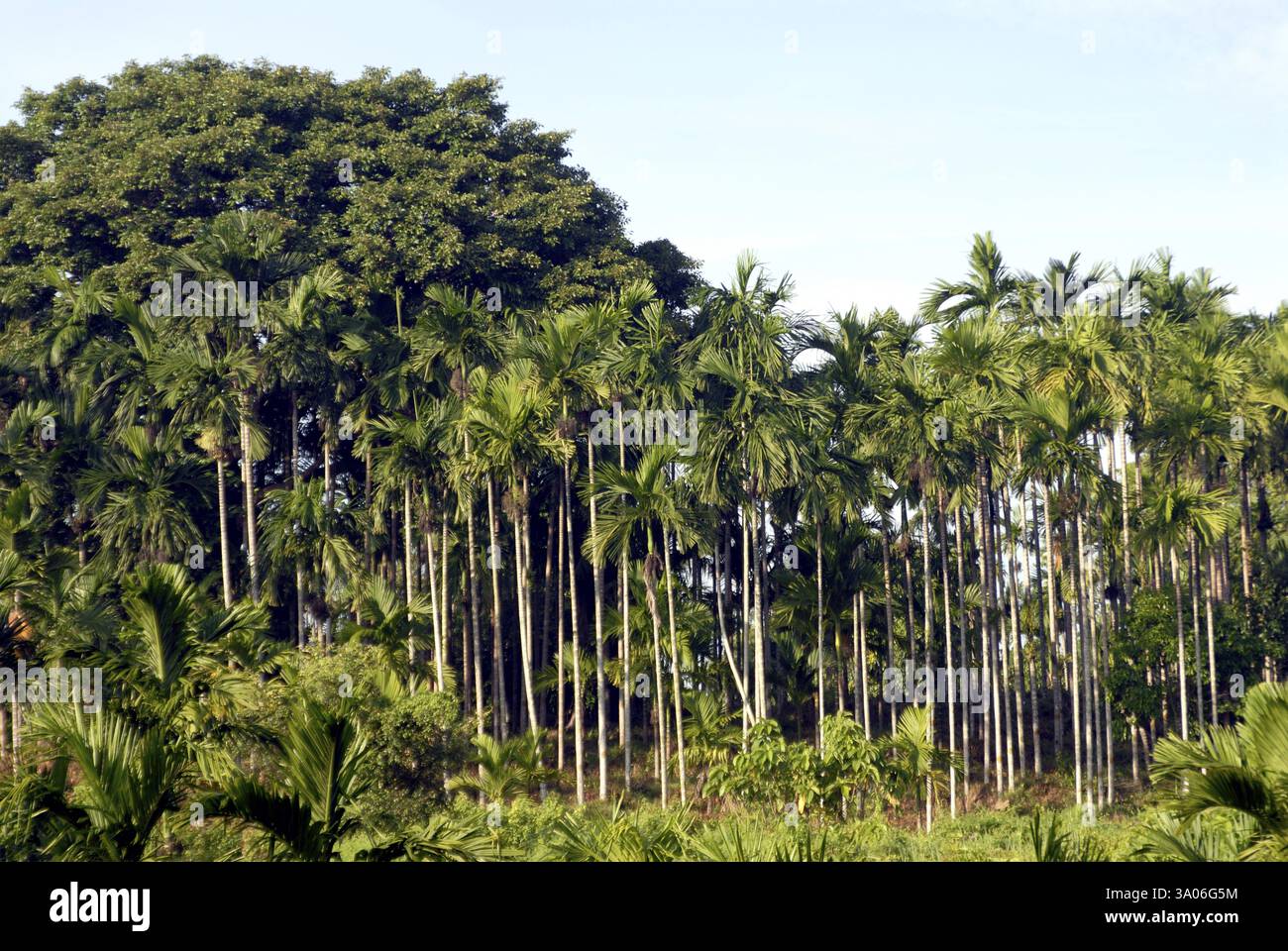 Palm trees, Port Blair, South Andaman Islands, Bay of Bengal, India ...