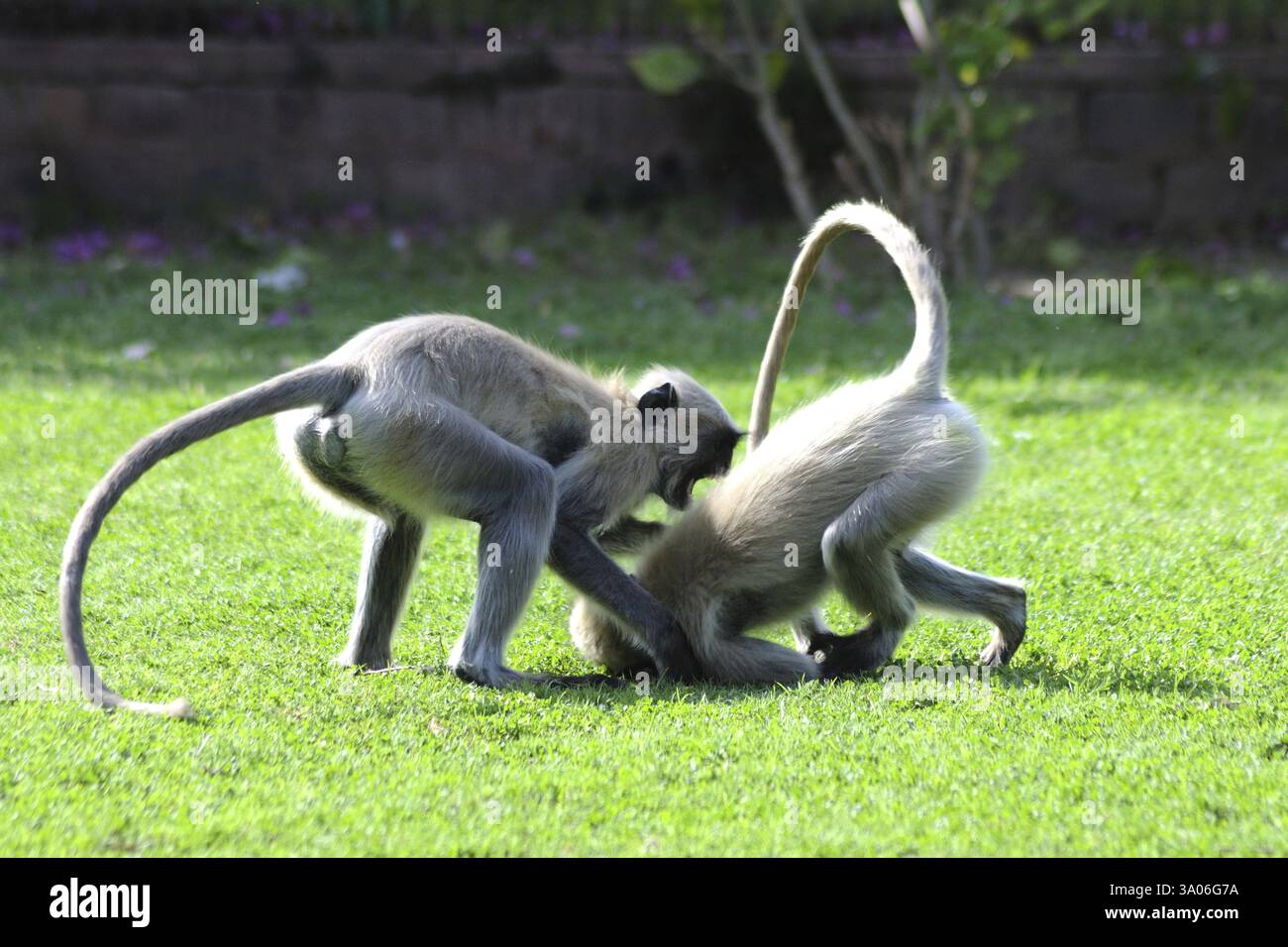 Common Langur presbytis entellus, Jodhpur, Rajasthan, India, Asia Stock ...