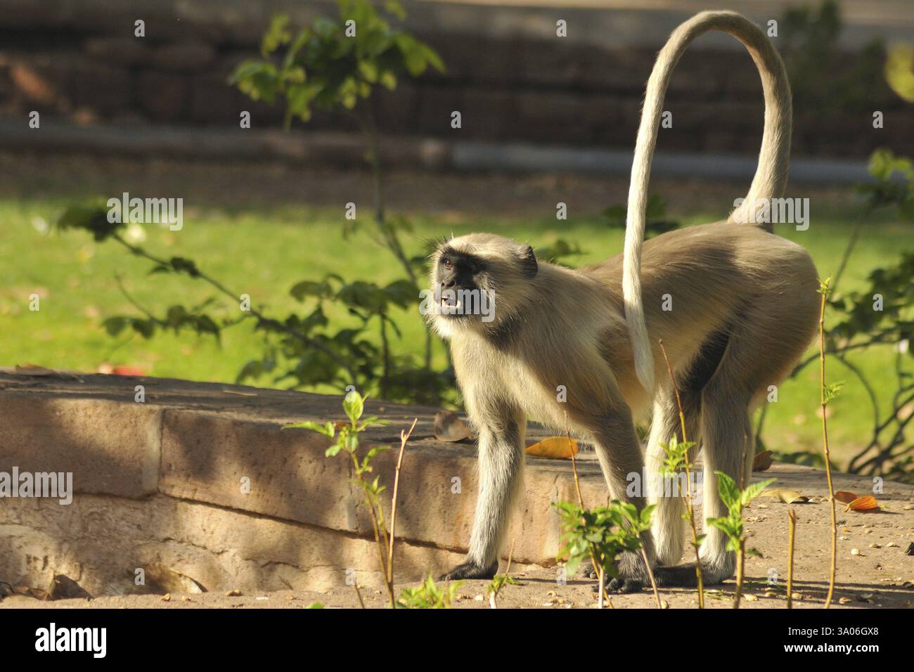 Common Langur presbytis entellus, Jodhpur, Rajasthan, India, Asia Stock ...