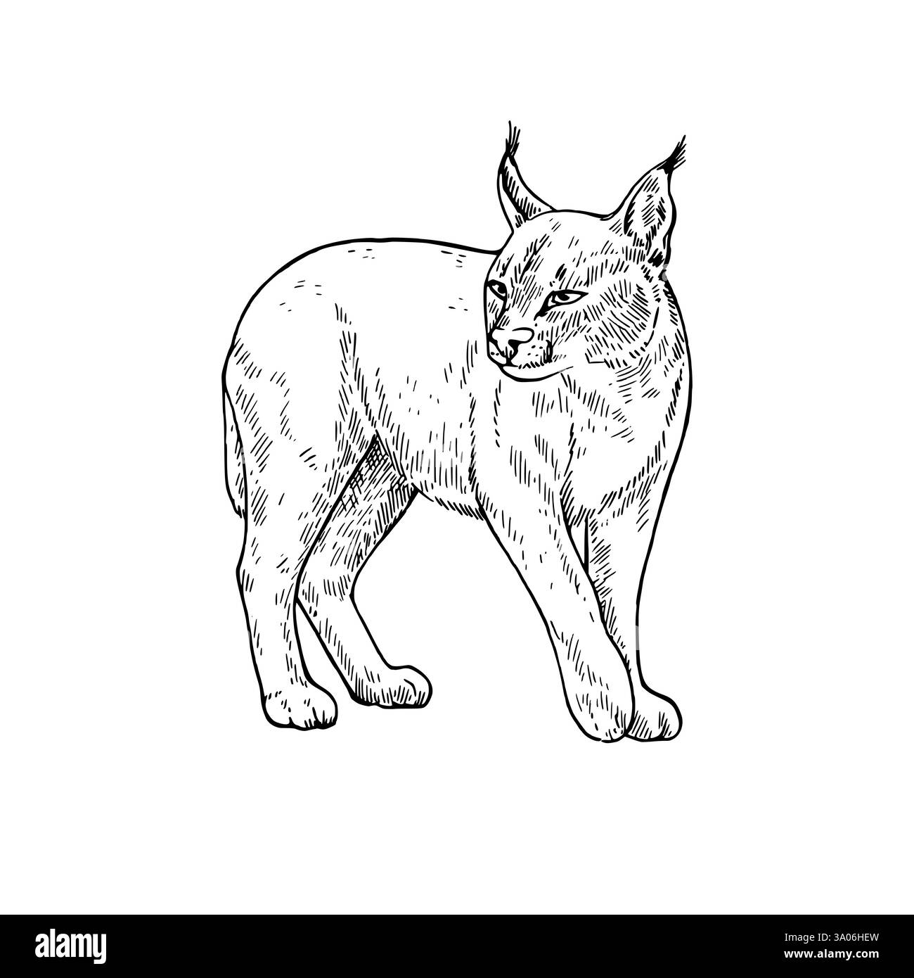 Caracal black and white drawing in ink sketch style. Vector ...