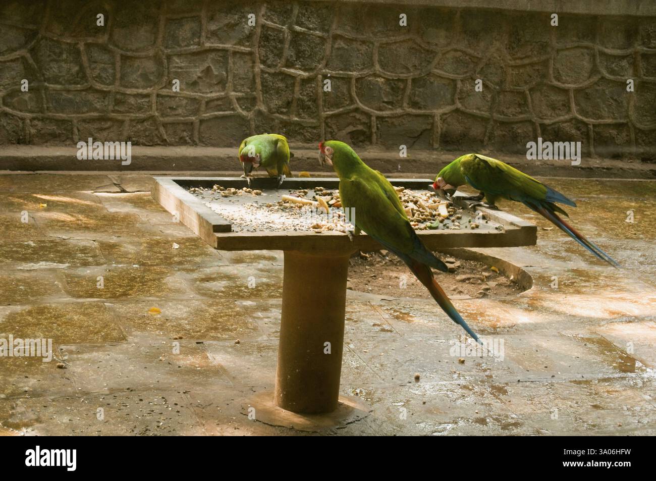 Birds, parrots eating food Stock Photo - Alamy