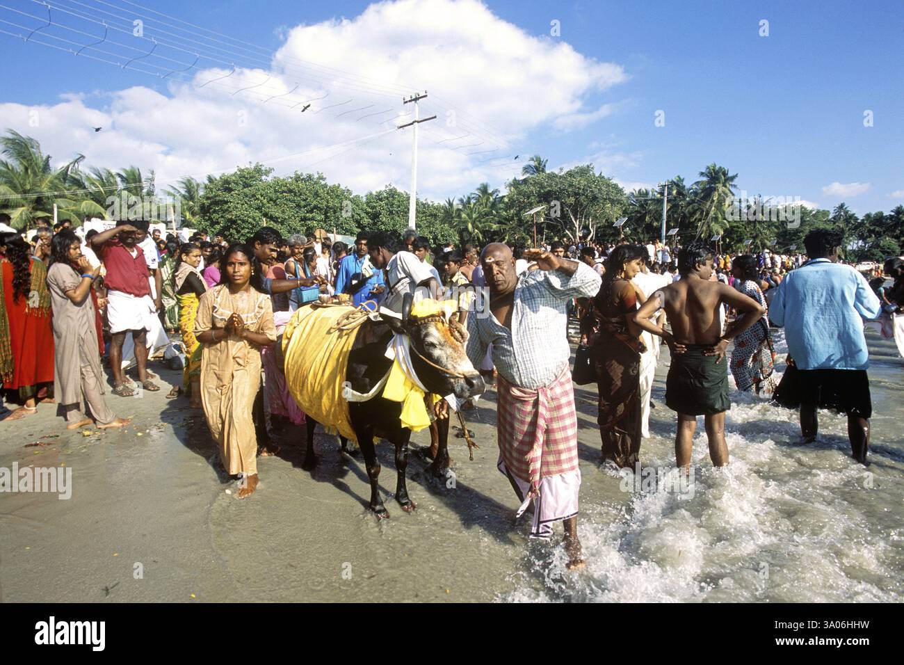 Devotees worshipping cow in Agni Tirtha in Rameswaram Rameshvaram ...