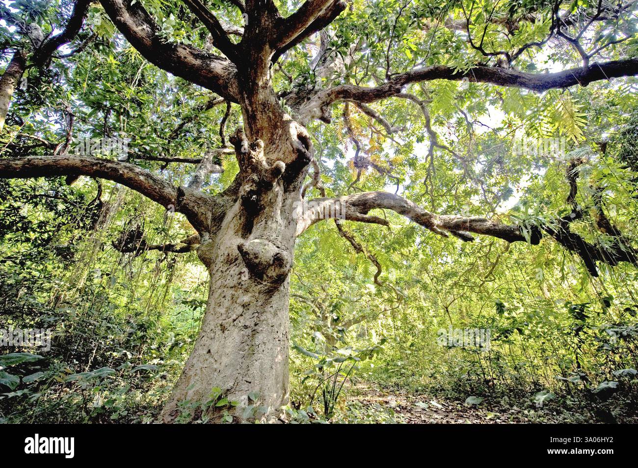 Mango tree forest mangifera indica, Calcutta, West Bengal, India, Asia ...