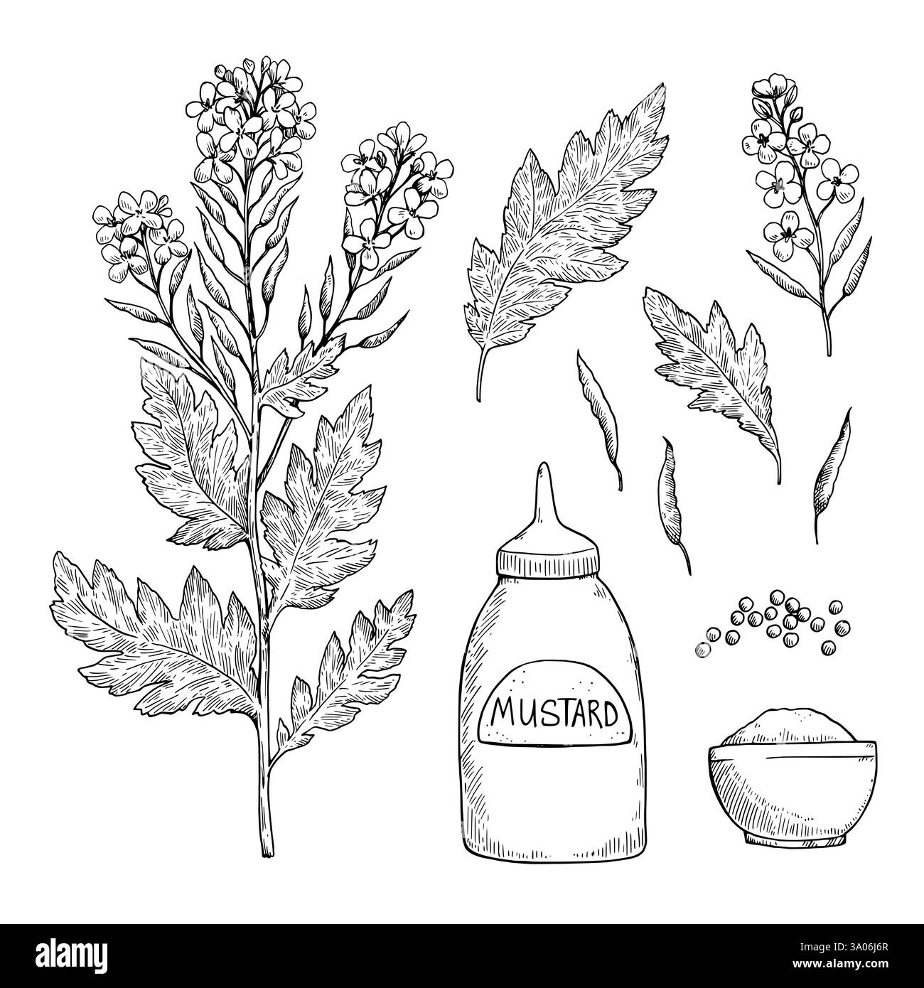 Set of mustard plant with flowers, leafs, seeds and powder. Black and ...