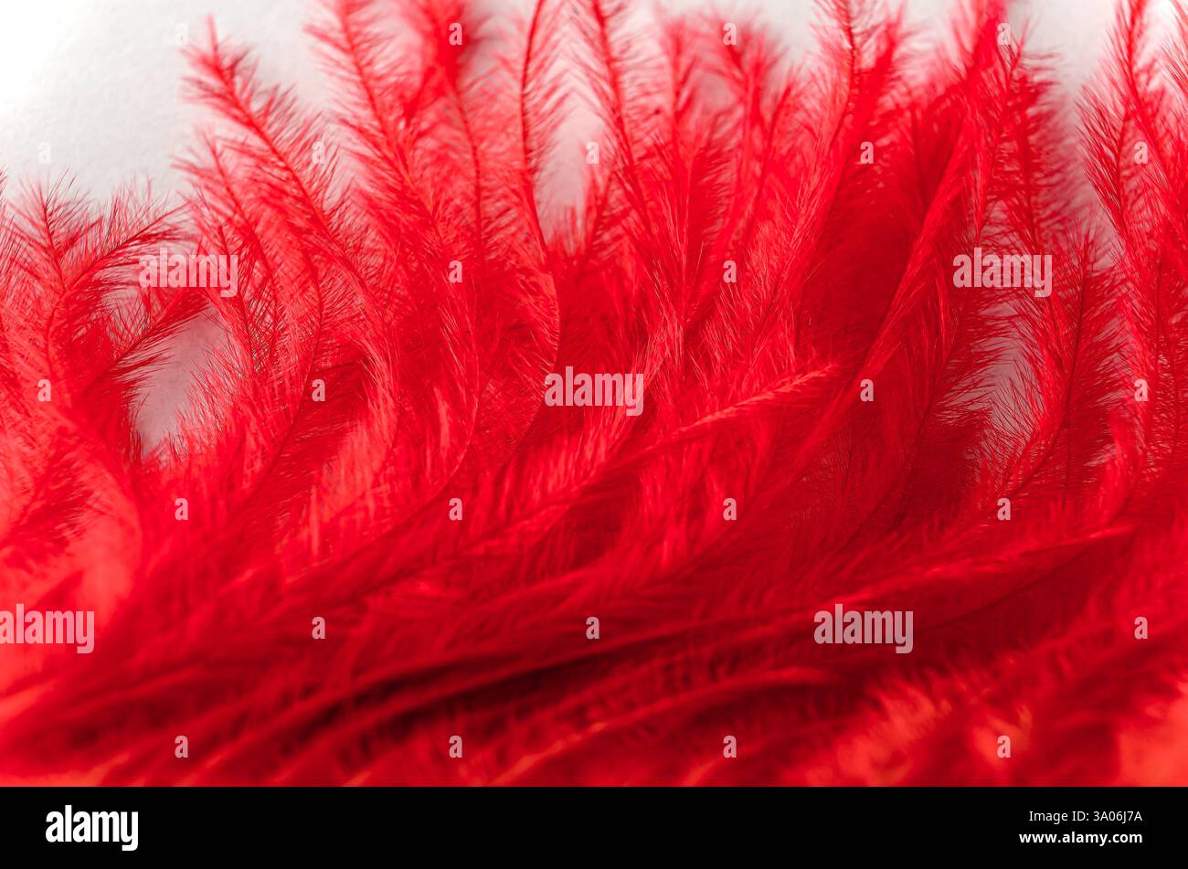 Extreme close-up of a red dyed Ostrich feather with flowing tips ...