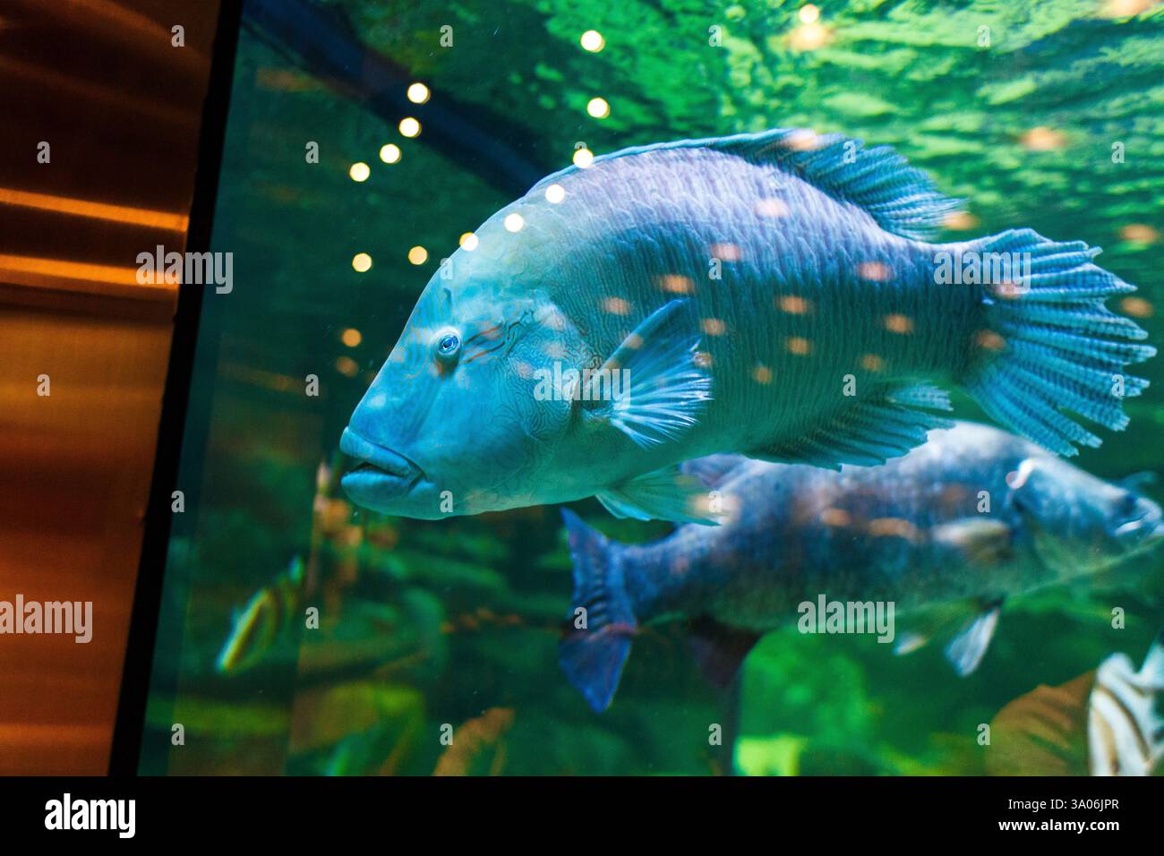 a wrasse fish in a oceanarium of Phuket Stock Photo - Alamy
