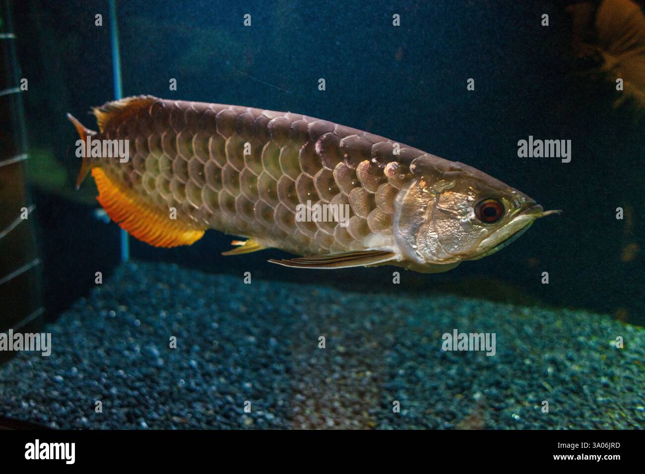 strange fish in a oceanarium of Phuket Stock Photo - Alamy